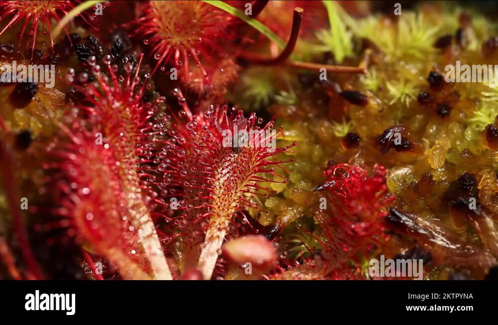 Sap fruit Stock Videos & Footage - HD and 4K Video Clips - Alamy