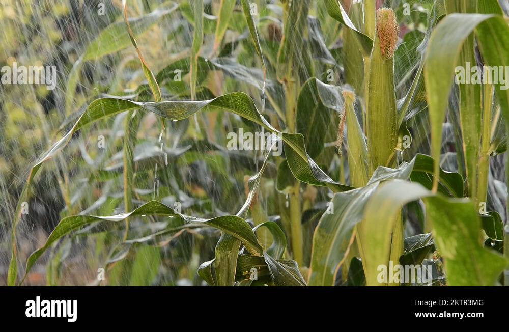 Wet maize Stock Videos & Footage - HD and 4K Video Clips - Alamy