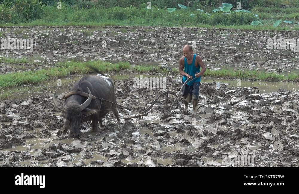 China agriculture plough Stock Videos & Footage - HD and 4K Video Clips ...