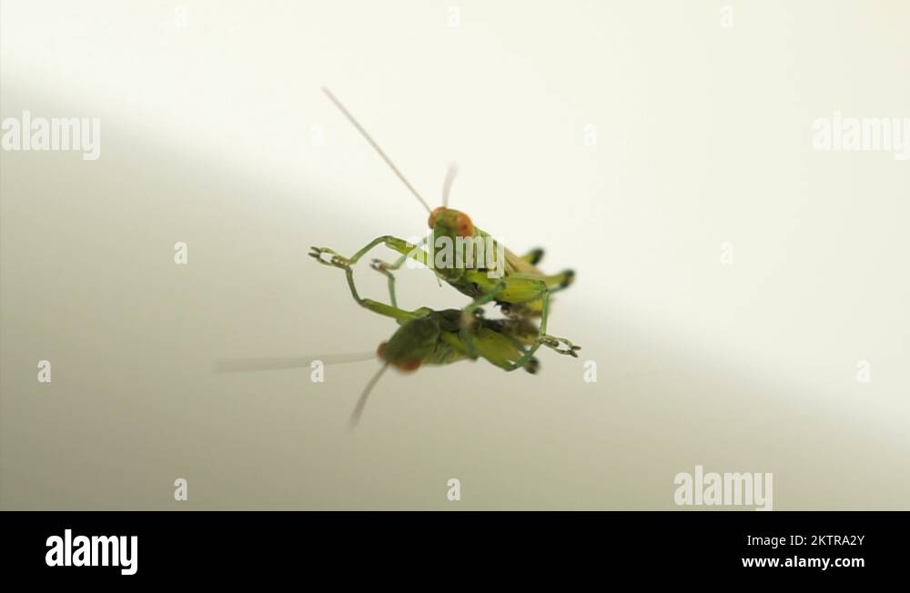 Reflective insect Stock Videos & Footage - HD and 4K Video Clips - Alamy