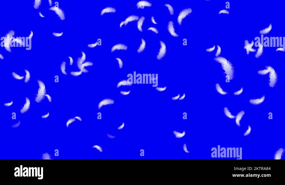 White feathers Stock Videos & Footage - HD and 4K Video Clips - Alamy