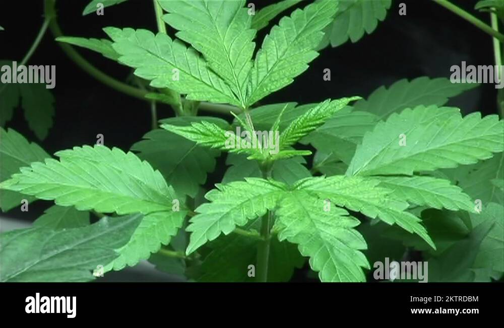 Reefer door Stock Videos & Footage - HD and 4K Video Clips - Alamy