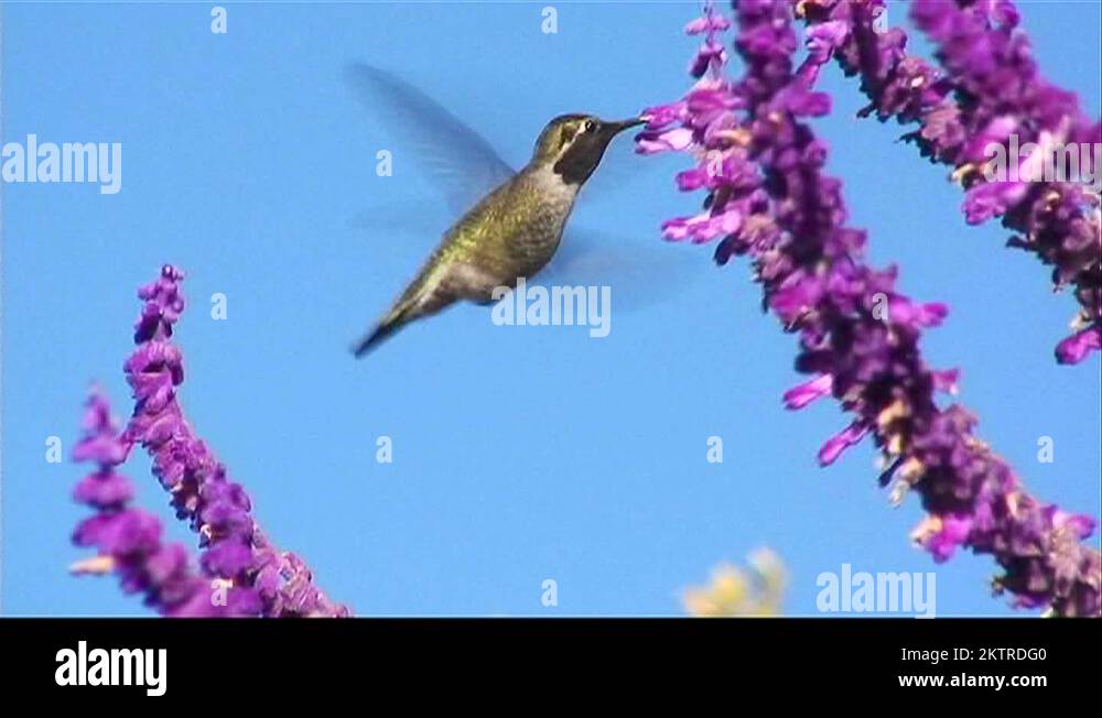 Humming bird pollination Stock Videos & Footage - HD and 4K Video Clips ...