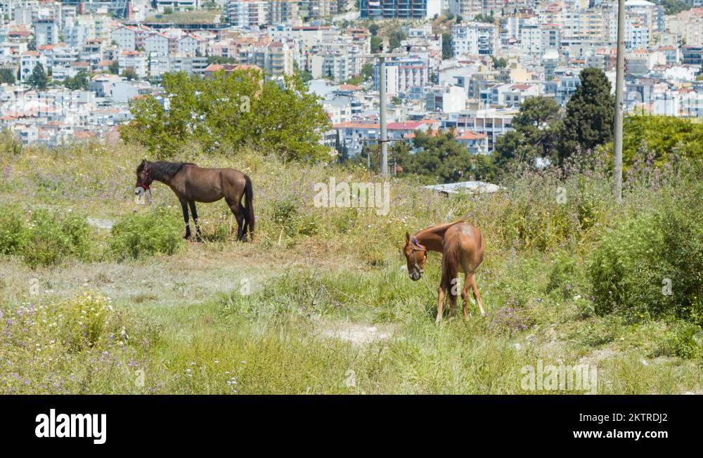 Hillside sightseeing Stock Videos & Footage - HD and 4K Video Clips - Alamy