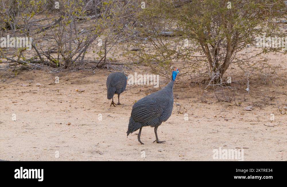 Guinea fowl in their natural habitat Stock Videos & Footage - HD and 4K ...