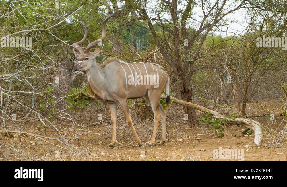 South africas animals Stock Videos & Footage - HD and 4K Video Clips ...