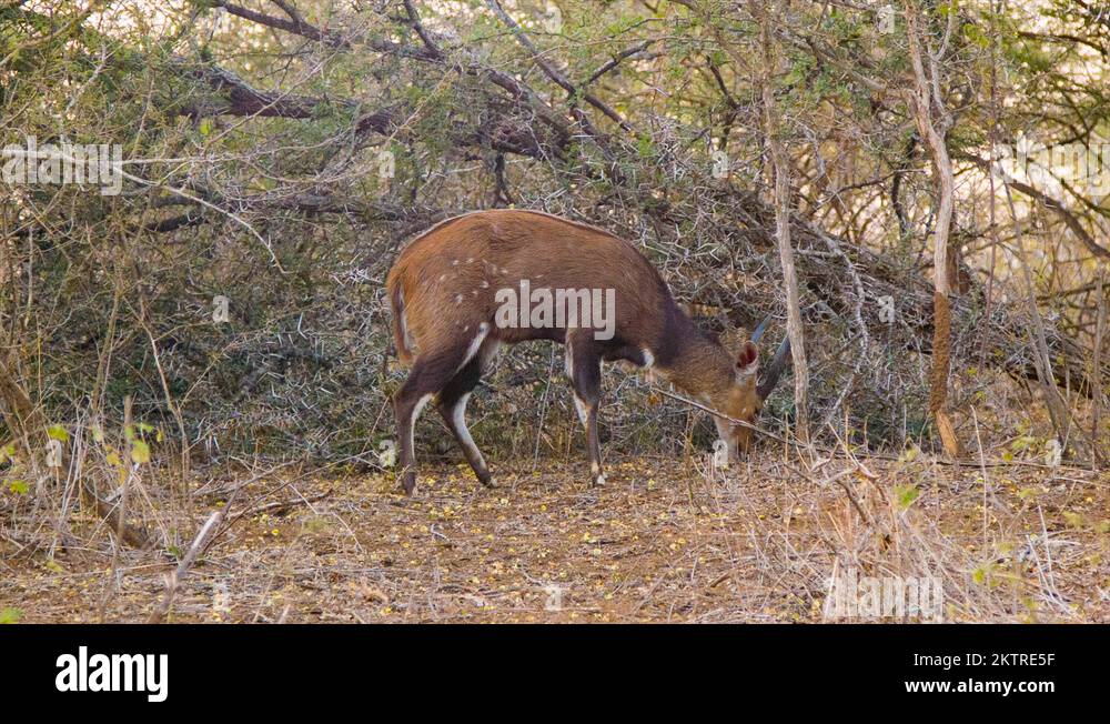 Bosbok Stock Videos & Footage - HD and 4K Video Clips - Alamy