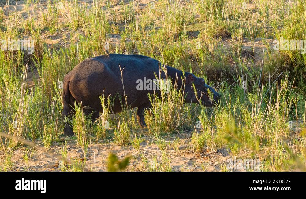 Tail of hippopotamus Stock Videos & Footage - HD and 4K Video Clips - Alamy