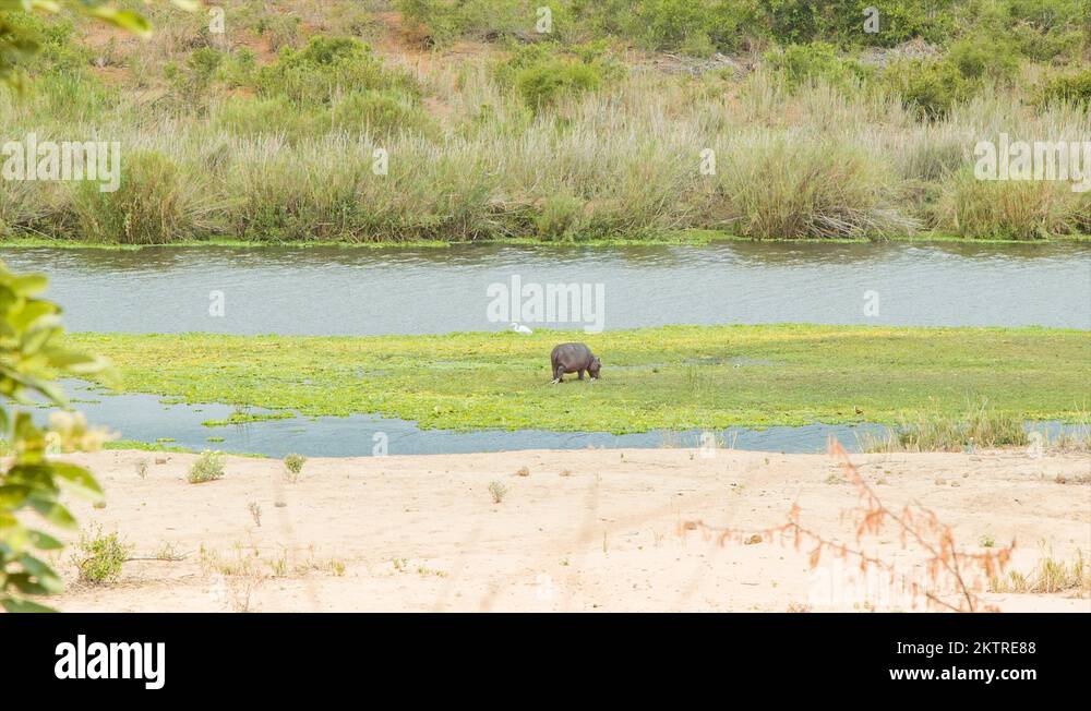Hippo habitat Stock Videos & Footage - HD and 4K Video Clips - Alamy