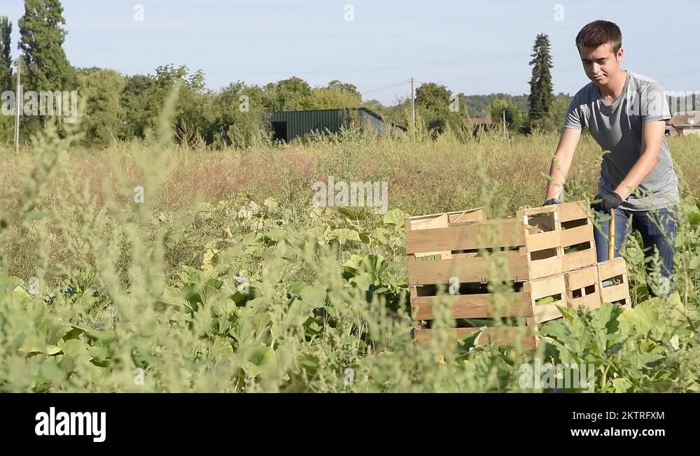 Man pushing vegetable cart in Stock Videos & Footage - HD and 4K Video ...