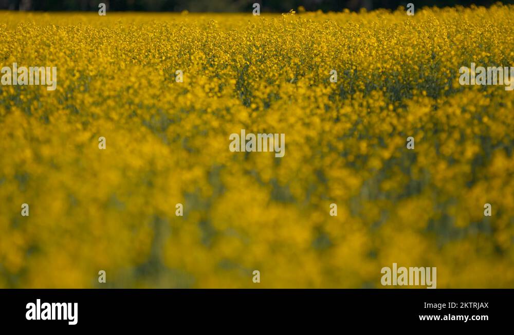 Canola bloom Stock Videos & Footage - HD and 4K Video Clips - Alamy