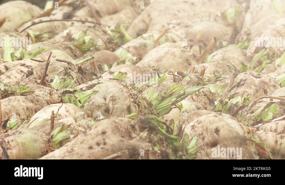 Pile of crop Stock Videos & Footage - HD and 4K Video Clips - Alamy