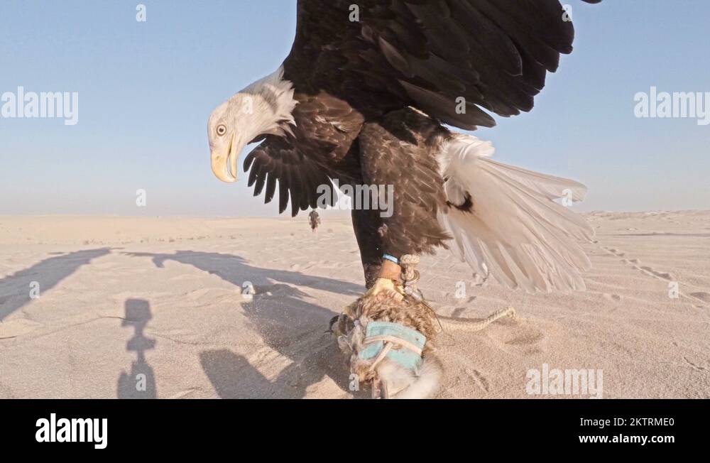 Bald eagle catching Stock Videos & Footage - HD and 4K Video Clips - Alamy