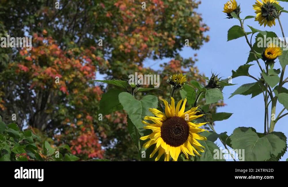 Sunflower tree Stock Videos & Footage - HD and 4K Video Clips - Alamy