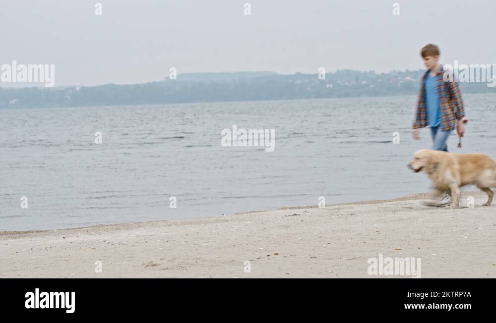 Chilly dog Stock Videos & Footage - HD and 4K Video Clips - Alamy