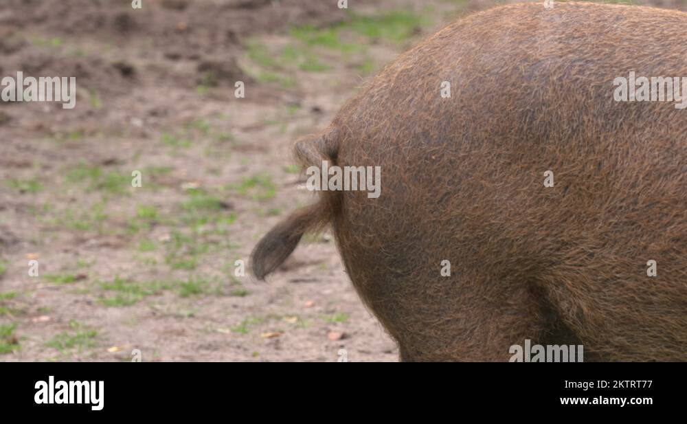 Pig curly tail Stock Videos & Footage - HD and 4K Video Clips - Alamy
