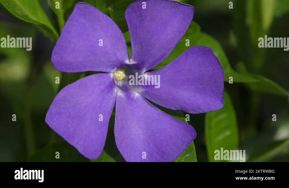 Vinca major greater periwinkle flower Stock Videos & Footage - HD and ...
