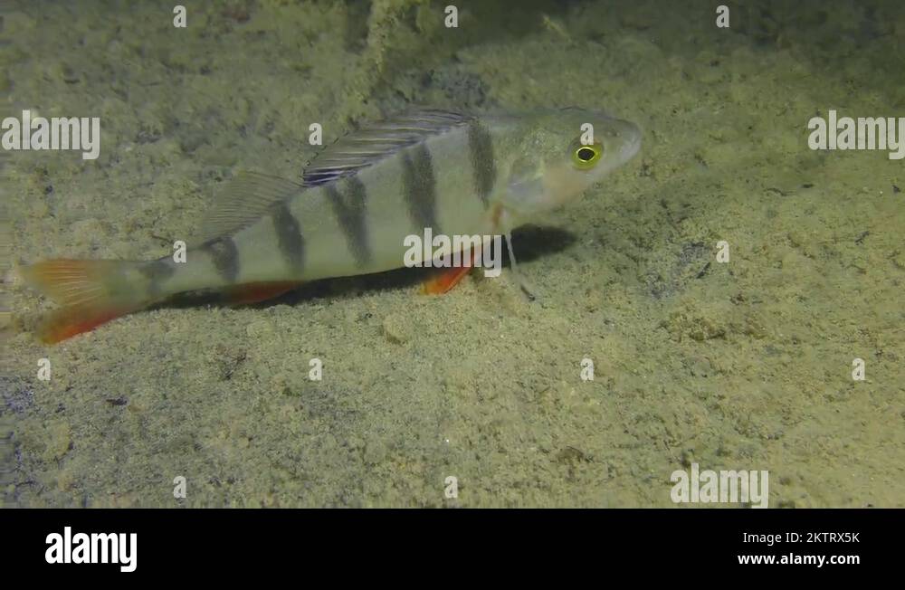 Englishperch Stock Videos & Footage - HD and 4K Video Clips - Alamy