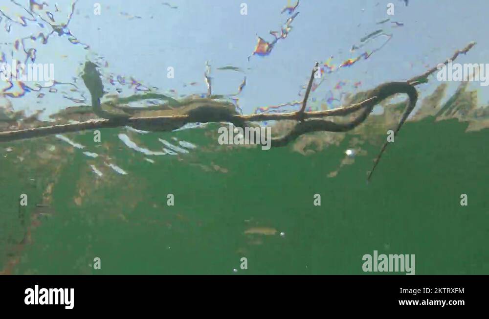 Entwined snake Stock Videos & Footage - HD and 4K Video Clips - Alamy