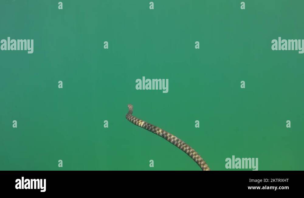 Snake column Stock Videos & Footage - HD and 4K Video Clips - Alamy