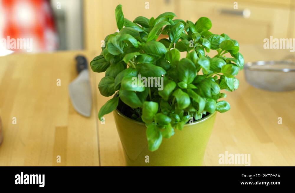 View green basil in pot Stock Videos & Footage - HD and 4K Video Clips ...