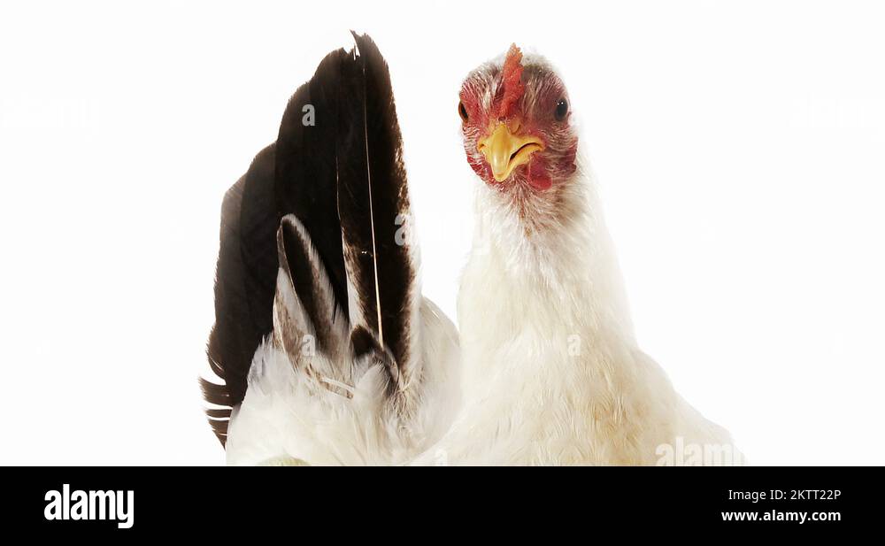 Nagasaki Domestic Chicken, Hen with Chicks against White Background ...