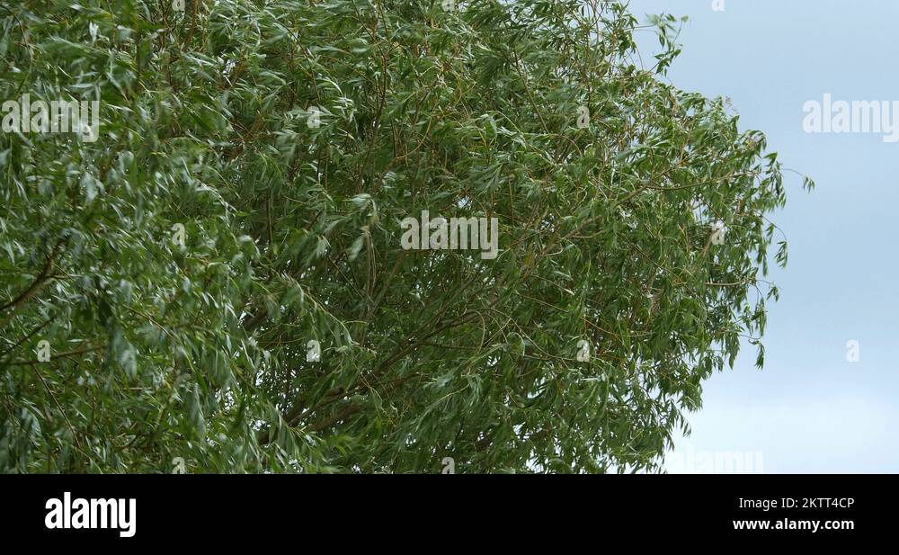 Pollard Willow, salix alba, Wind in the Leaves, Normandy, Real Time 4K ...