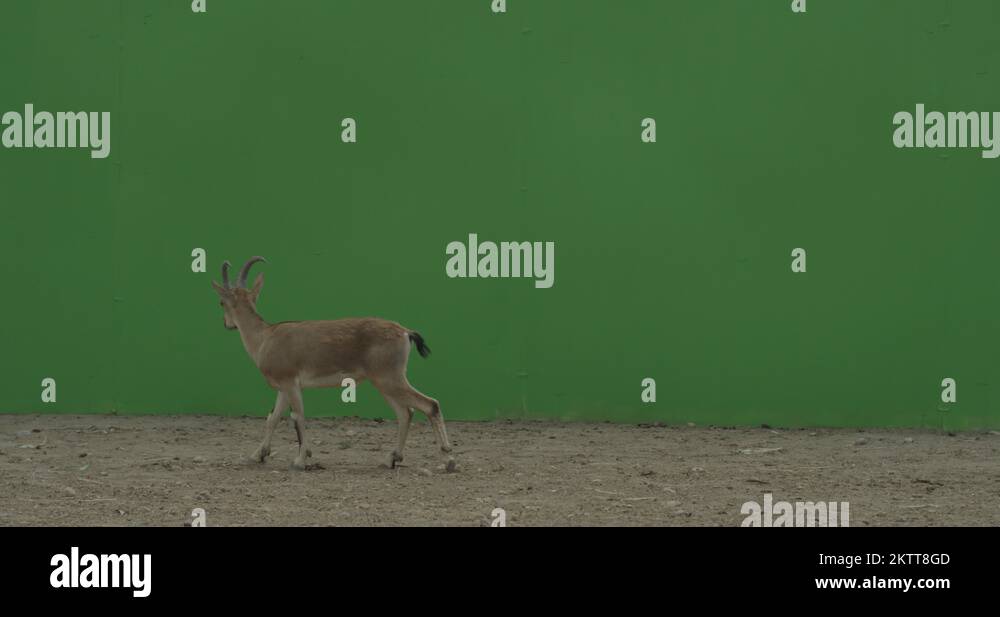 Capra goat Stock Videos & Footage - HD and 4K Video Clips - Alamy