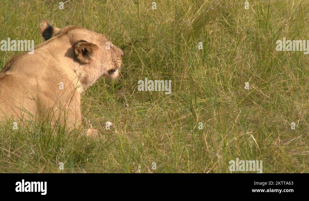 Bone lion Stock Videos & Footage - HD and 4K Video Clips - Alamy