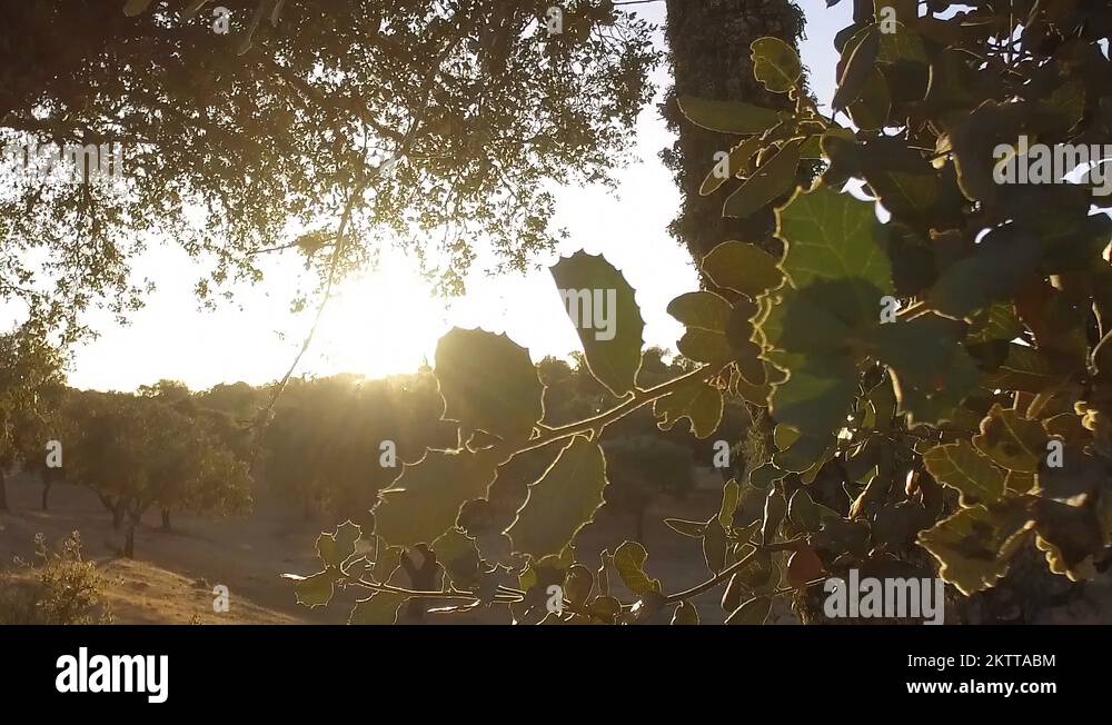 Cork tree portugal Stock Videos & Footage - HD and 4K Video Clips - Alamy
