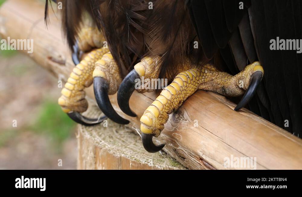 Sharp clawed eagle Stock Videos & Footage - HD and 4K Video Clips - Alamy