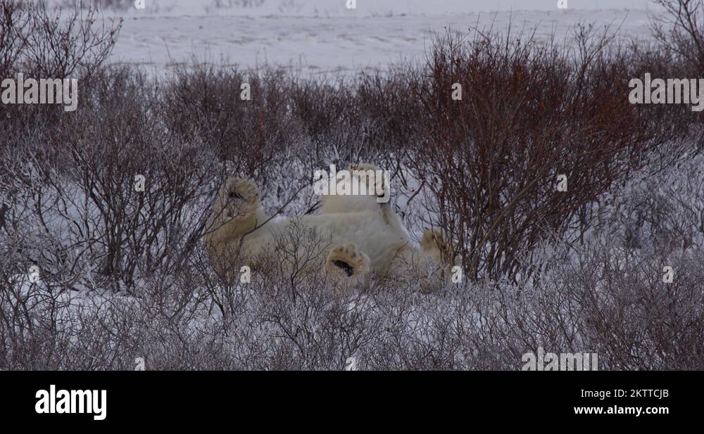 Silly bear Stock Videos & Footage - HD and 4K Video Clips - Alamy