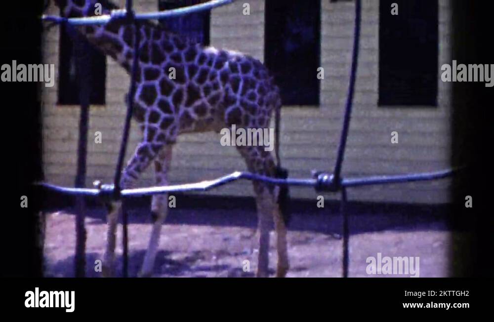 1959: baby giraffe playing happily at the zoo CATSKILL GAME FARM, NEW ...