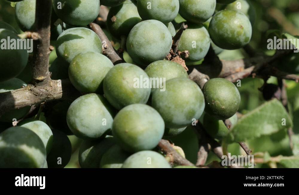 Close-up Prunus spinosa fresh fruit on branch natural background 4K ...