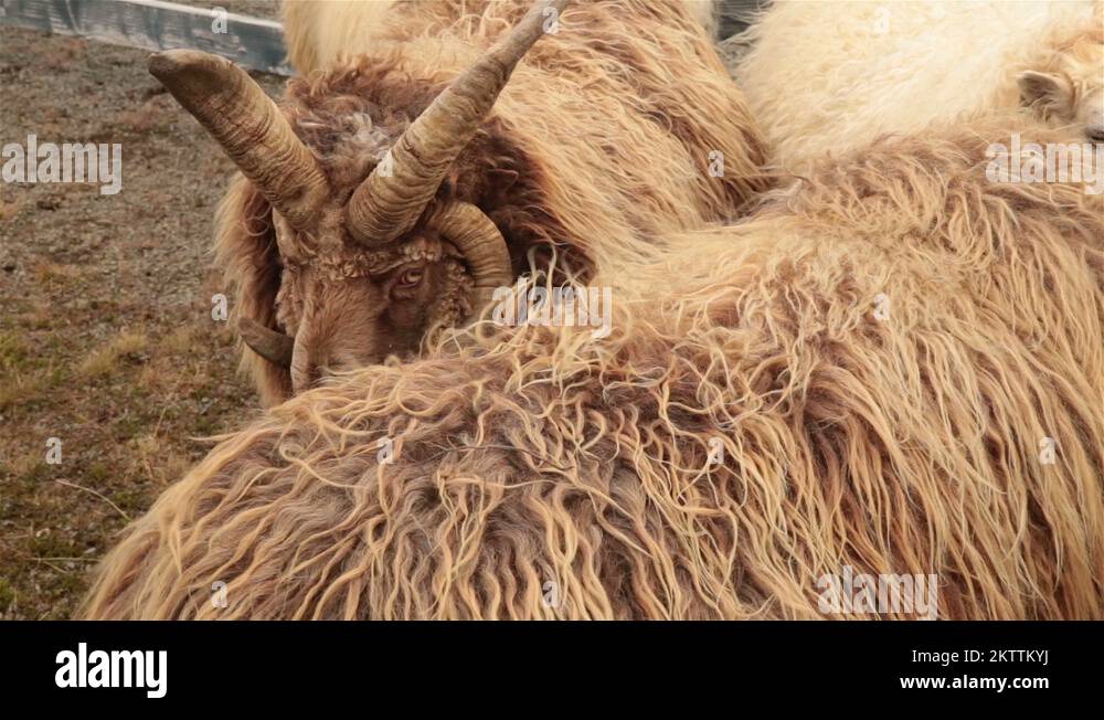 Strange horns Stock Videos & Footage - HD and 4K Video Clips - Alamy