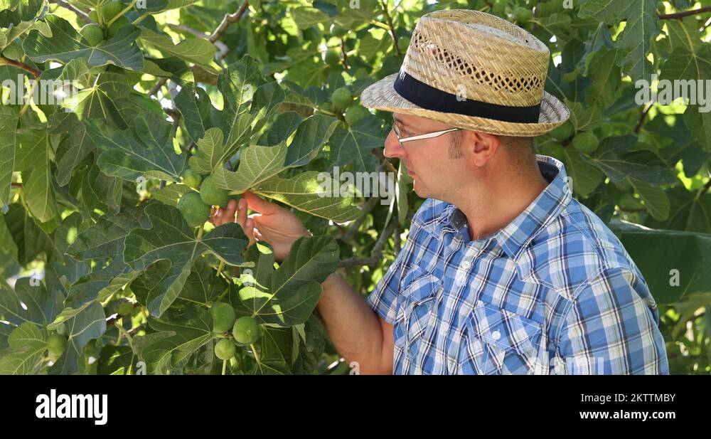 Figs Orchard Quality Check European Farmer Man Examining Exotic Fruit ...