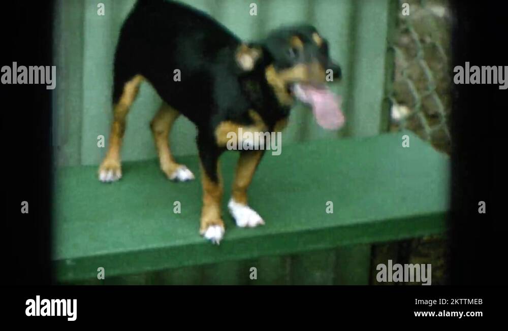 Dog breeds history Stock Videos & Footage - HD and 4K Video Clips - Alamy