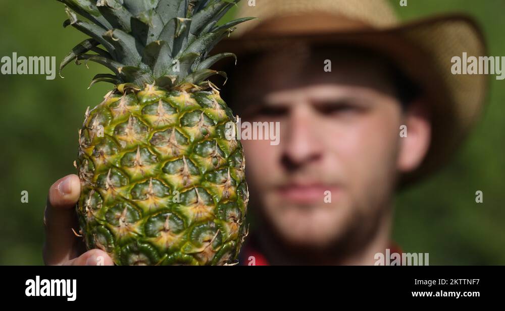 Sweet ananas Stock Videos & Footage - HD and 4K Video Clips - Alamy