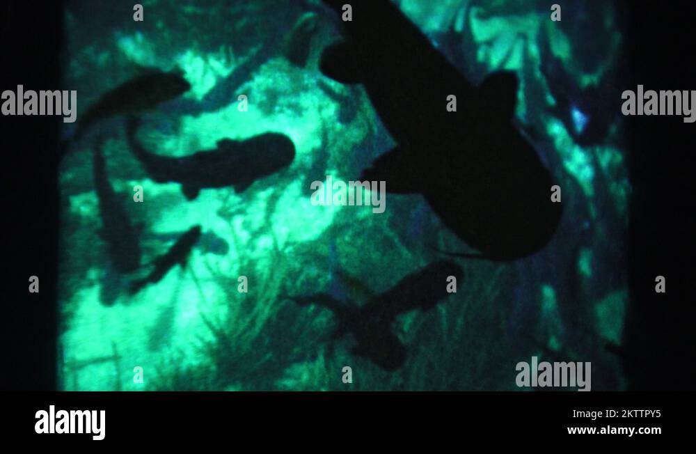 1955: aquarium fish swimming view from above MIAMI, FLORIDA Stock Video ...