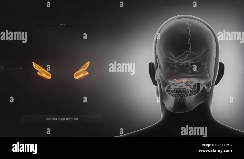Concha nasal inferior Stock Videos & Footage - HD and 4K Video Clips ...