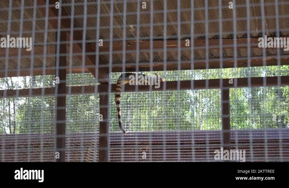 South african genet Stock Videos & Footage - HD and 4K Video Clips - Alamy