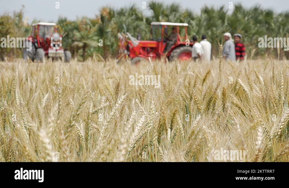 Egyptian farming Stock Videos & Footage - HD and 4K Video Clips - Alamy