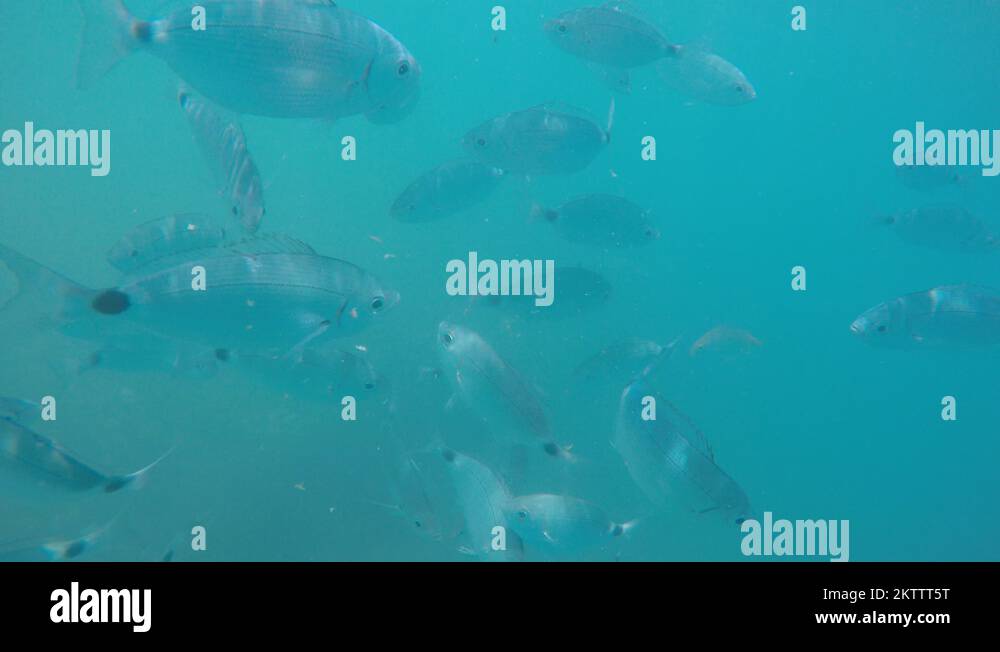 Pov Point of View Man Swimming Feeding Fish Tropical Underwater Scuba ...