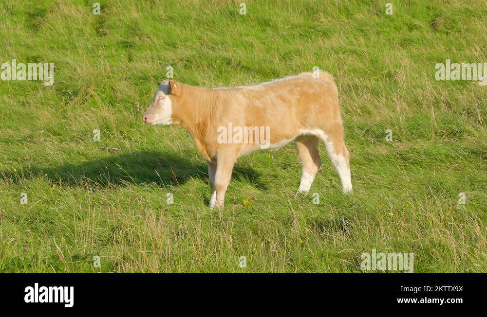 Male cow Stock Videos & Footage - HD and 4K Video Clips - Alamy