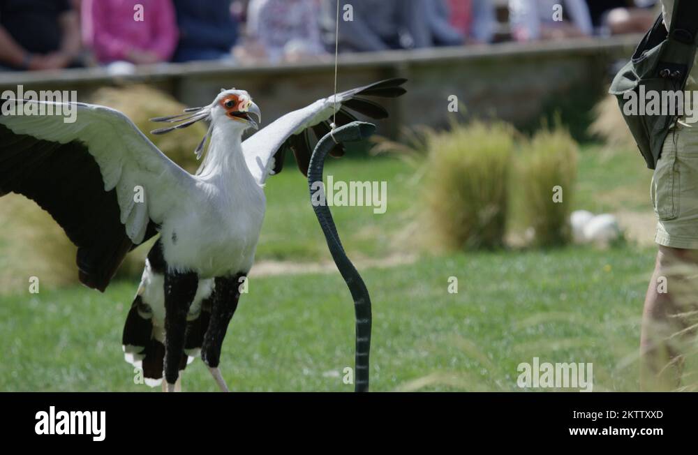 4K Secretary bird at conservation center demonstrates its ability to ...