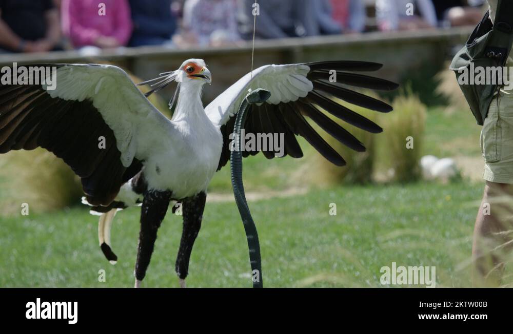 4K Secretary bird at conservation center demonstrates its ability to ...