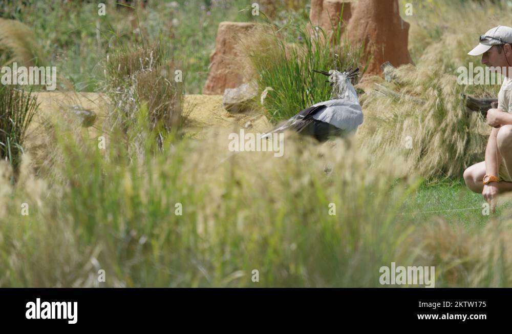 Snakes handling Stock Videos & Footage - HD and 4K Video Clips - Alamy