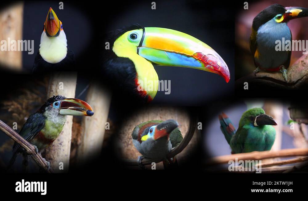 Toucans of guyana Stock Videos & Footage - HD and 4K Video Clips - Alamy