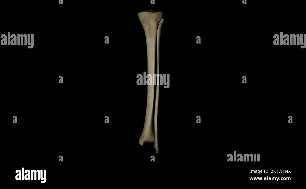 Humerus tibia Stock Videos & Footage - HD and 4K Video Clips - Alamy