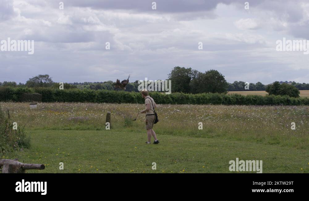 4K Birds of prey in flight at conservation center with keeper watching ...